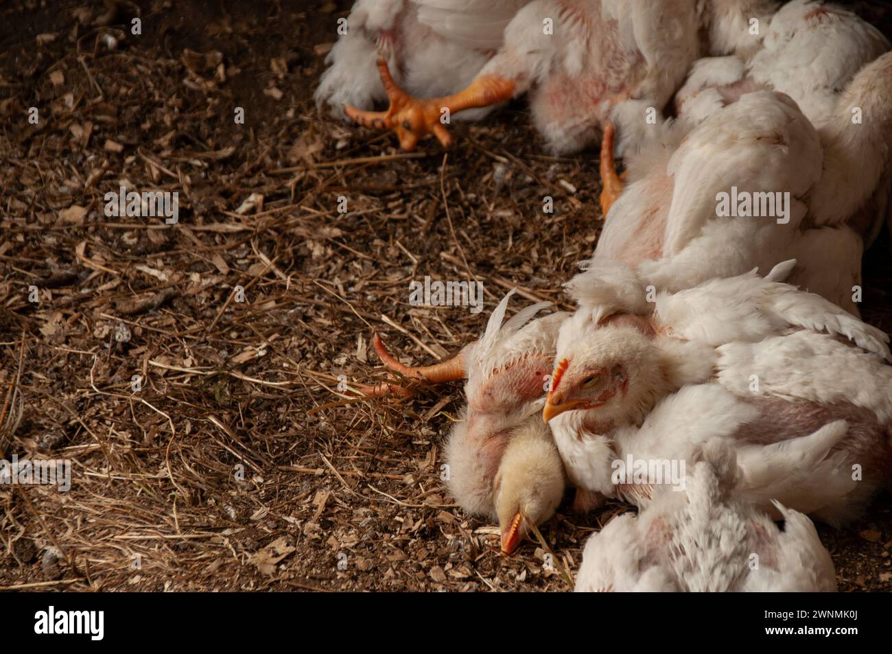 Young white rock chickens hi-res stock photography and images - Alamy