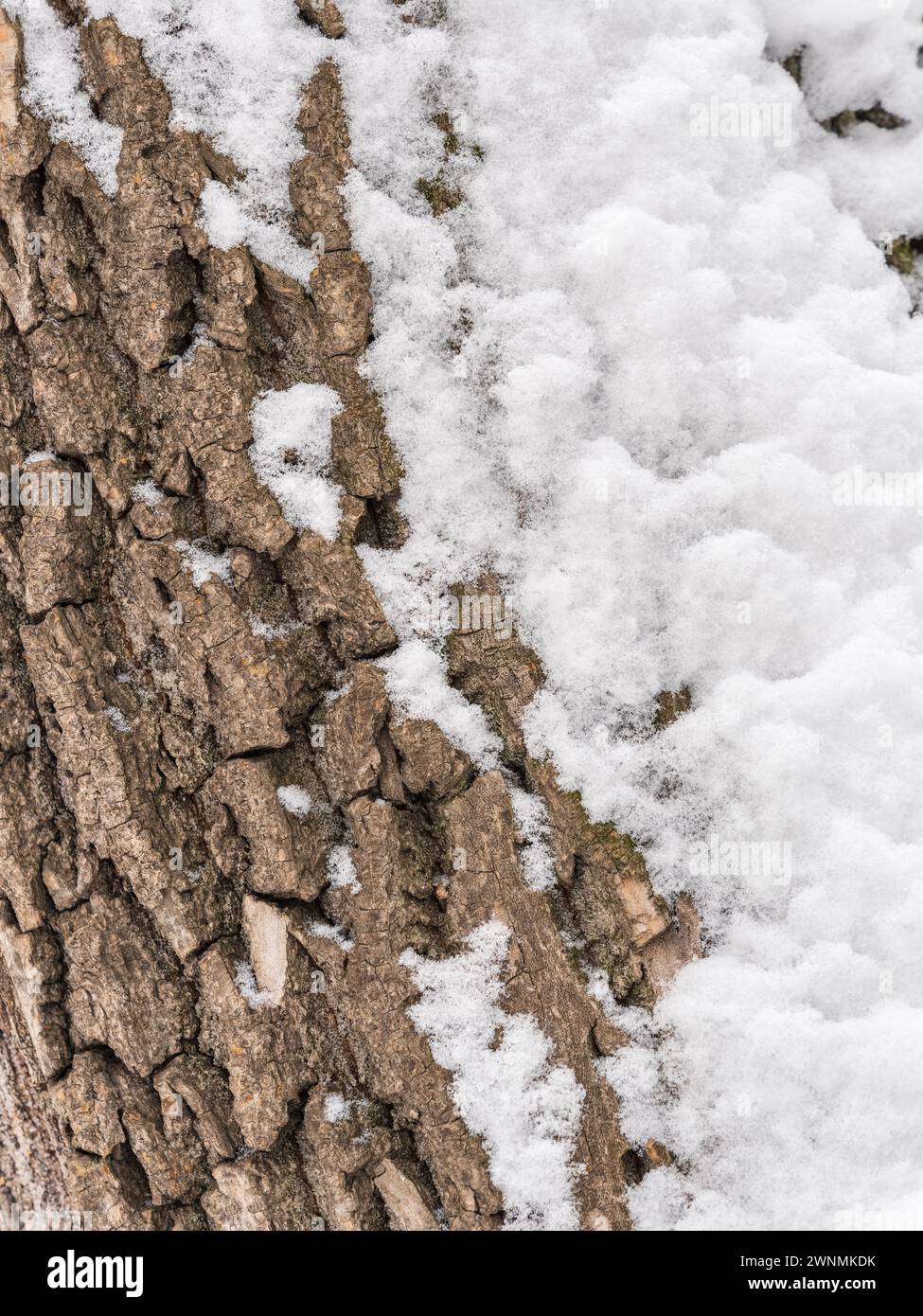 Cork tree bark texture with snow. Tree bark texture with snow. Natural ...