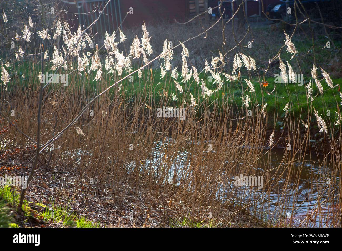 Schilfgras pflanzen hi-res stock photography and images - Alamy