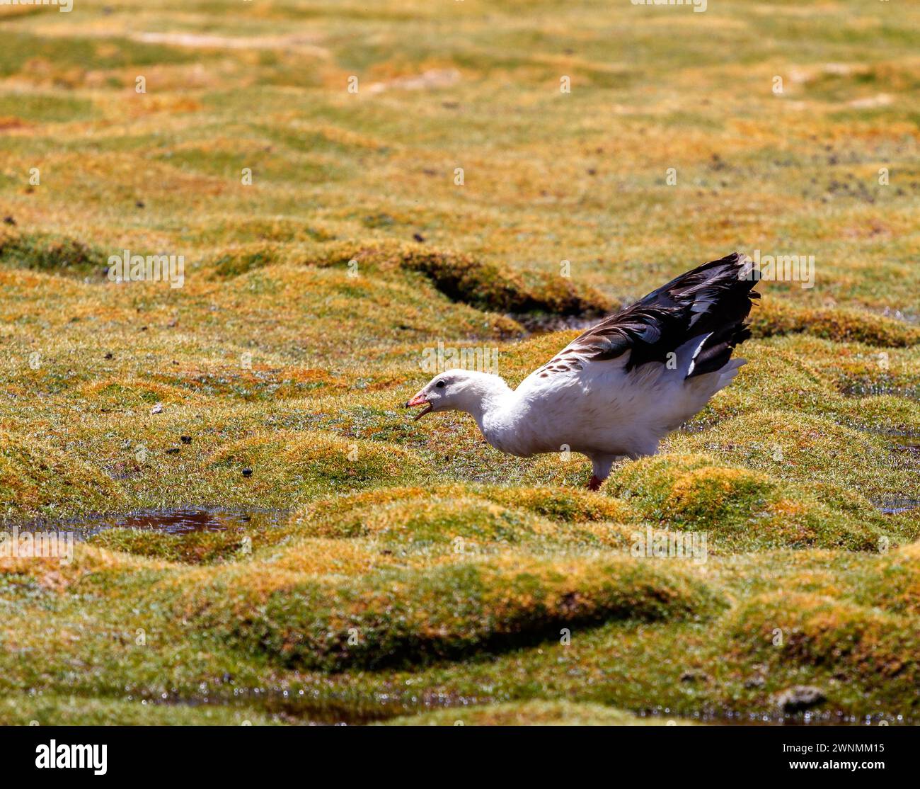 Andean goose Neochen melanoptera walking through grass with little ...