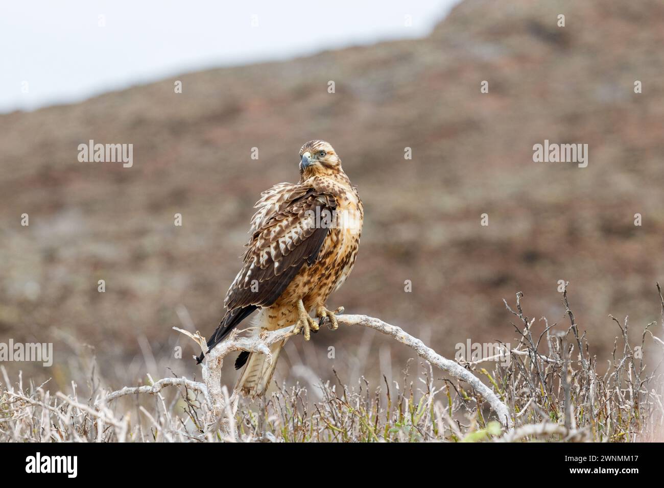 Hawk on branch Galapagos ecuador Stock Photo - Alamy