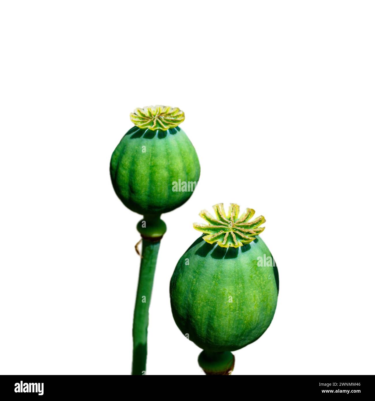 The image showcases mature, textured poppy seed pods in detail Stock ...