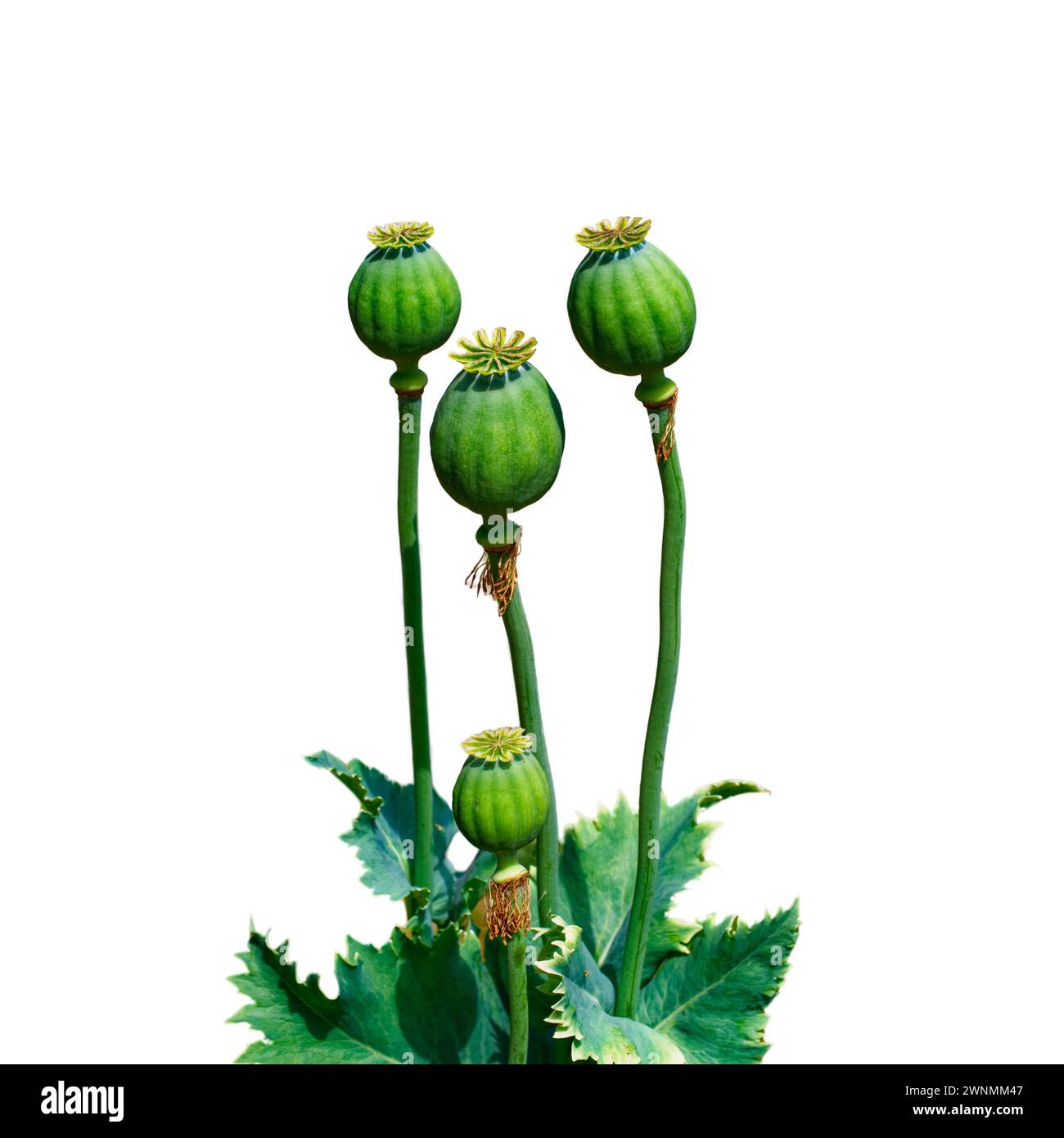 Poppy seed pods isolated on a white background, showing detailed ...