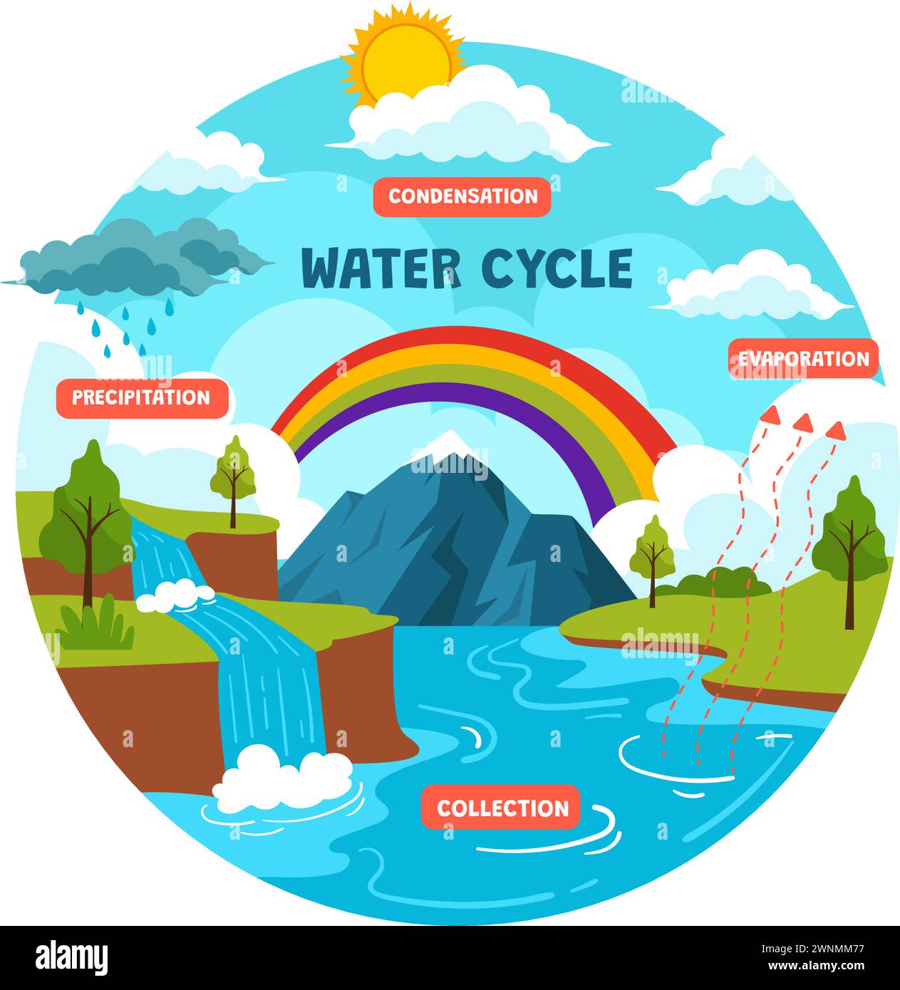 Water Cycle Vector Illustration with Evaporation, Condensation ...