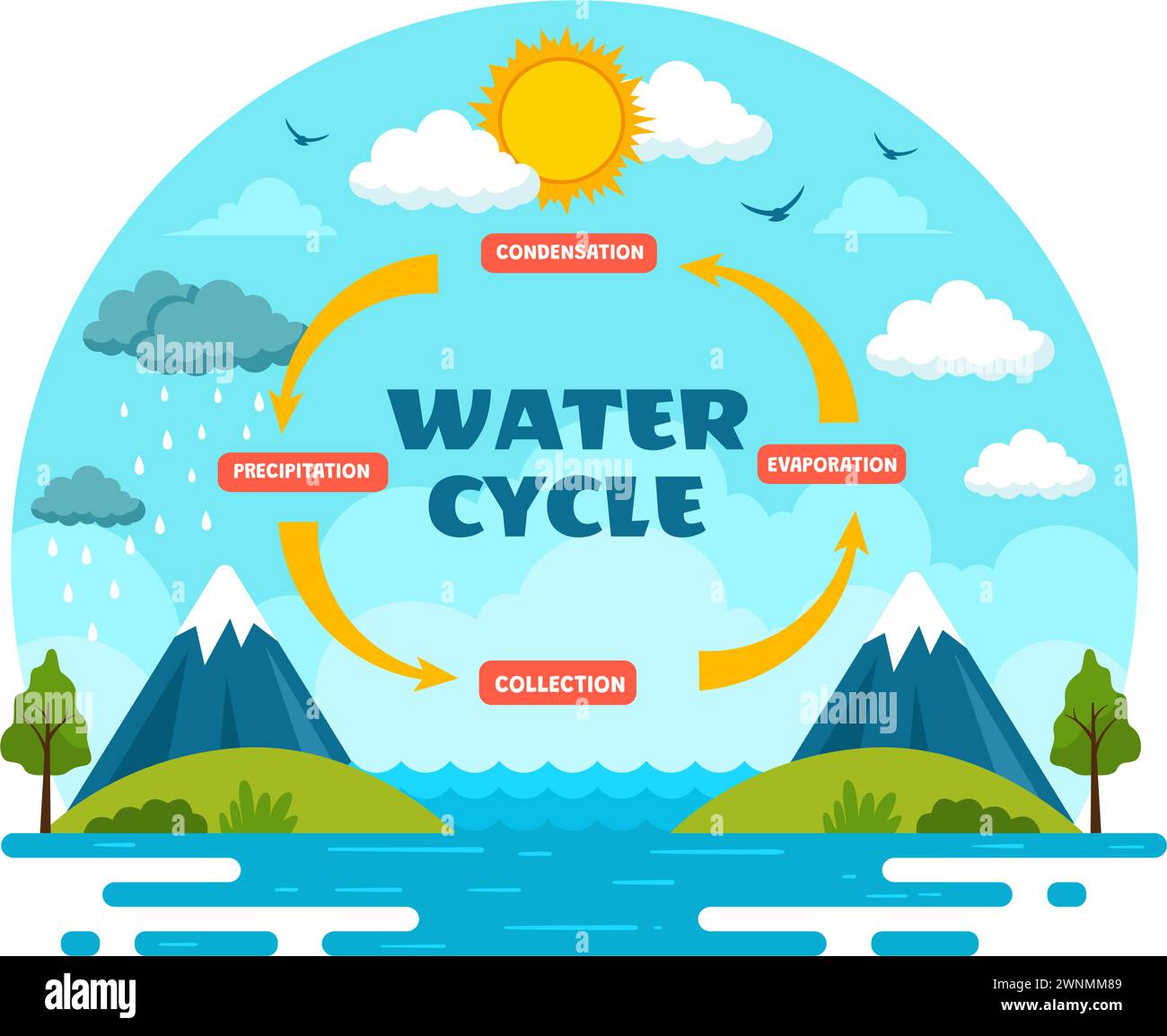 Water Cycle Vector Illustration with Evaporation, Condensation ...