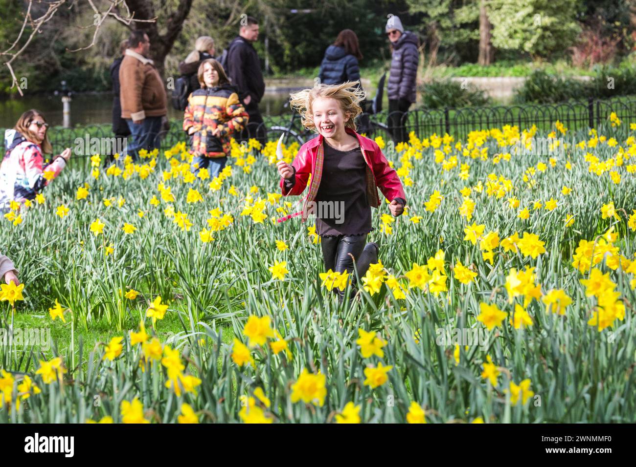 Early 2024 uk daffodils hi-res stock photography and images - Alamy