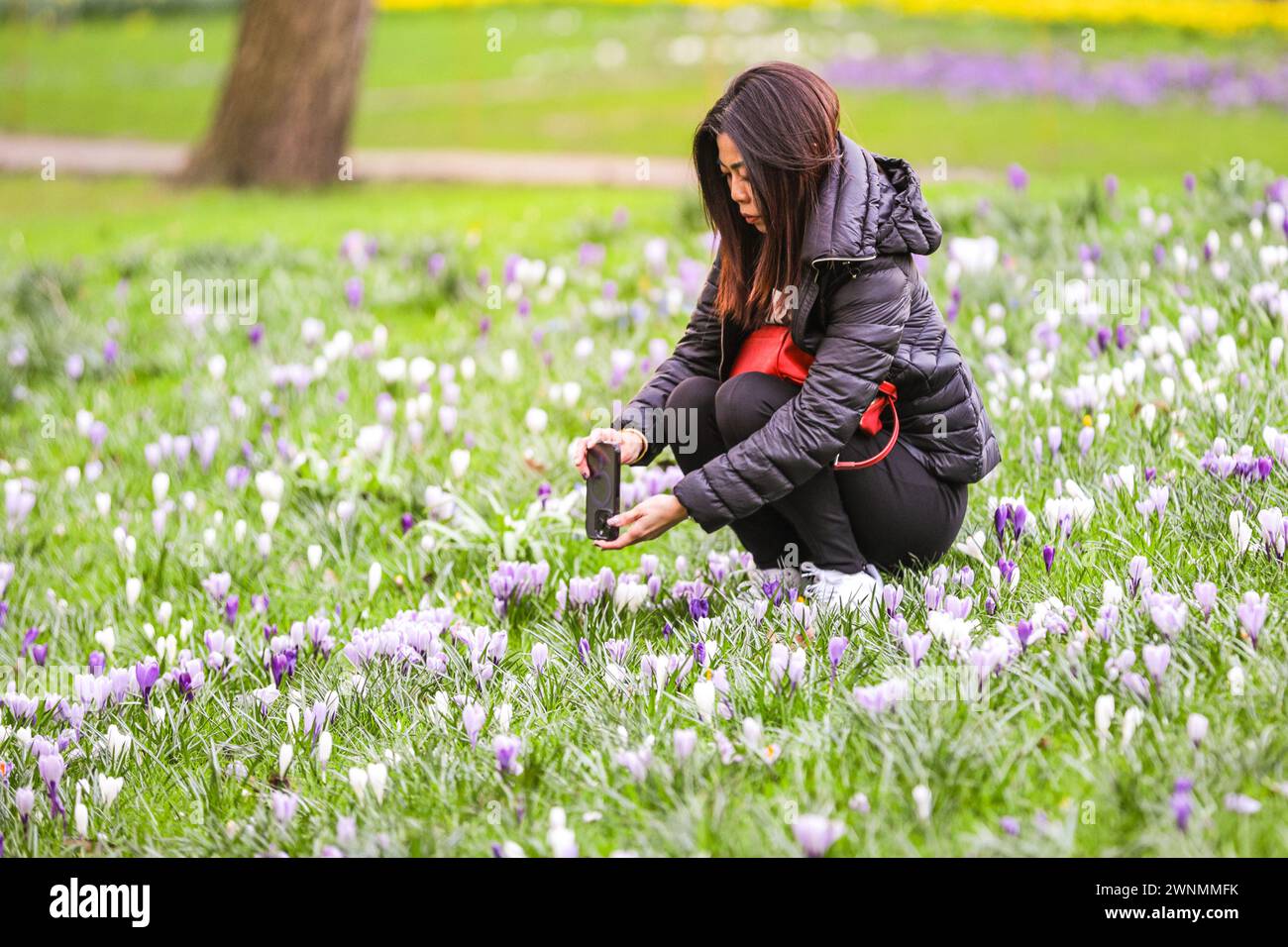 London, UK. 03rd Mar, 2024. A woman takes pictures of the early ...