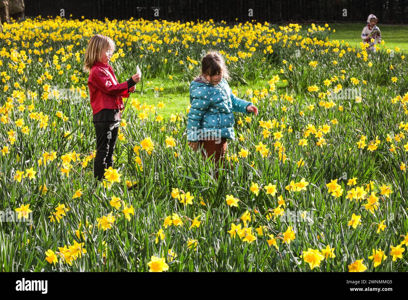 Early 2024 uk daffodils hi-res stock photography and images - Alamy