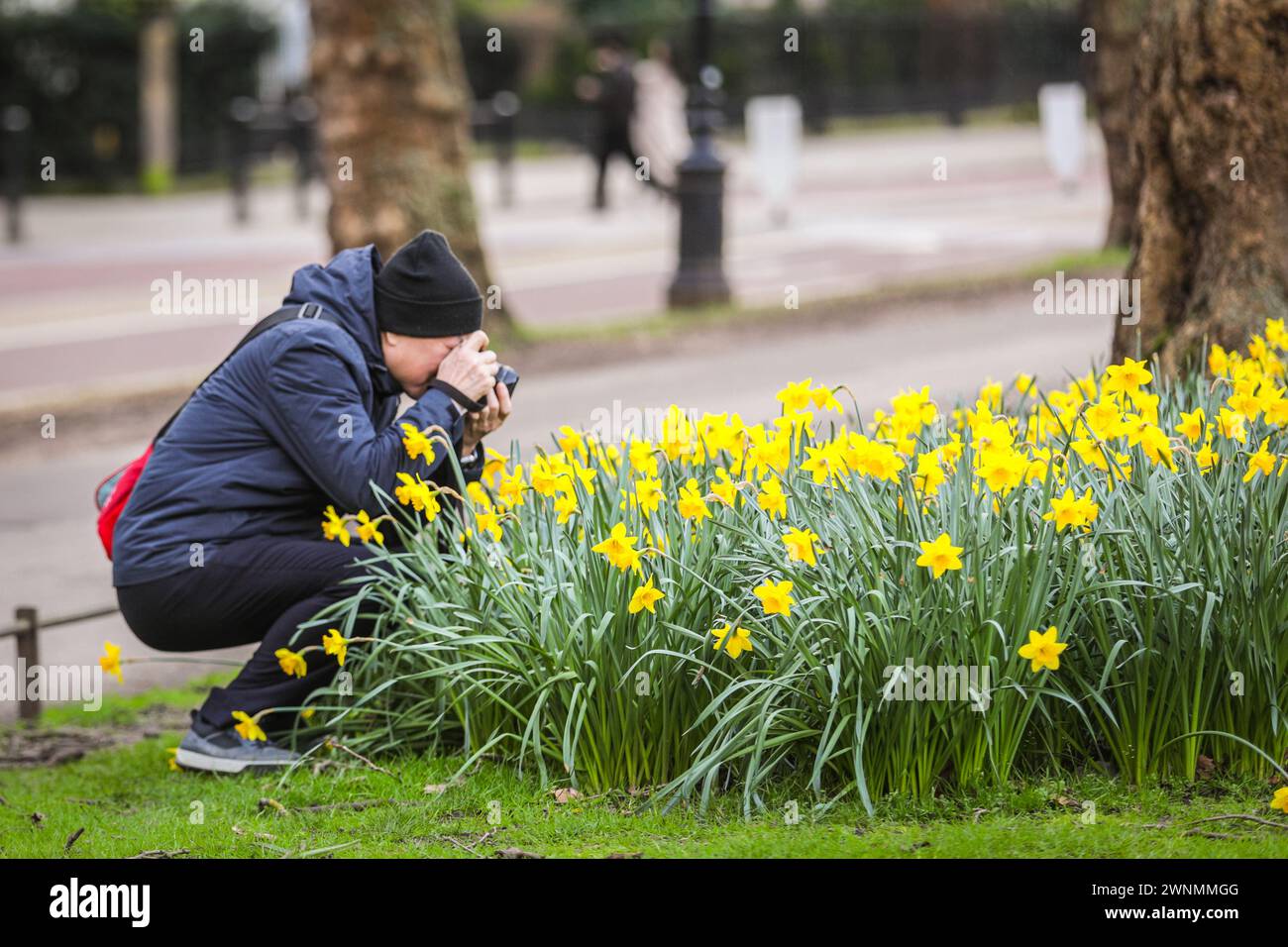 London, UK. 03rd Mar, 2024. A man takes pictures of the daffodils ...