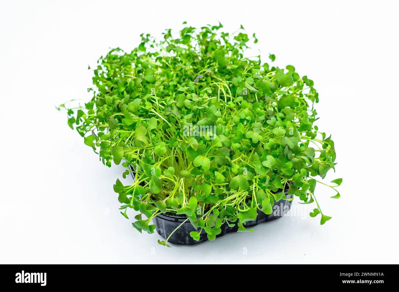 Microgreens Japanese cabbage sprouts on white isolate background ...