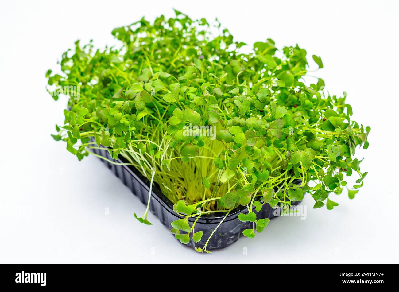 Microgreens Japanese cabbage sprouts on white isolate background ...