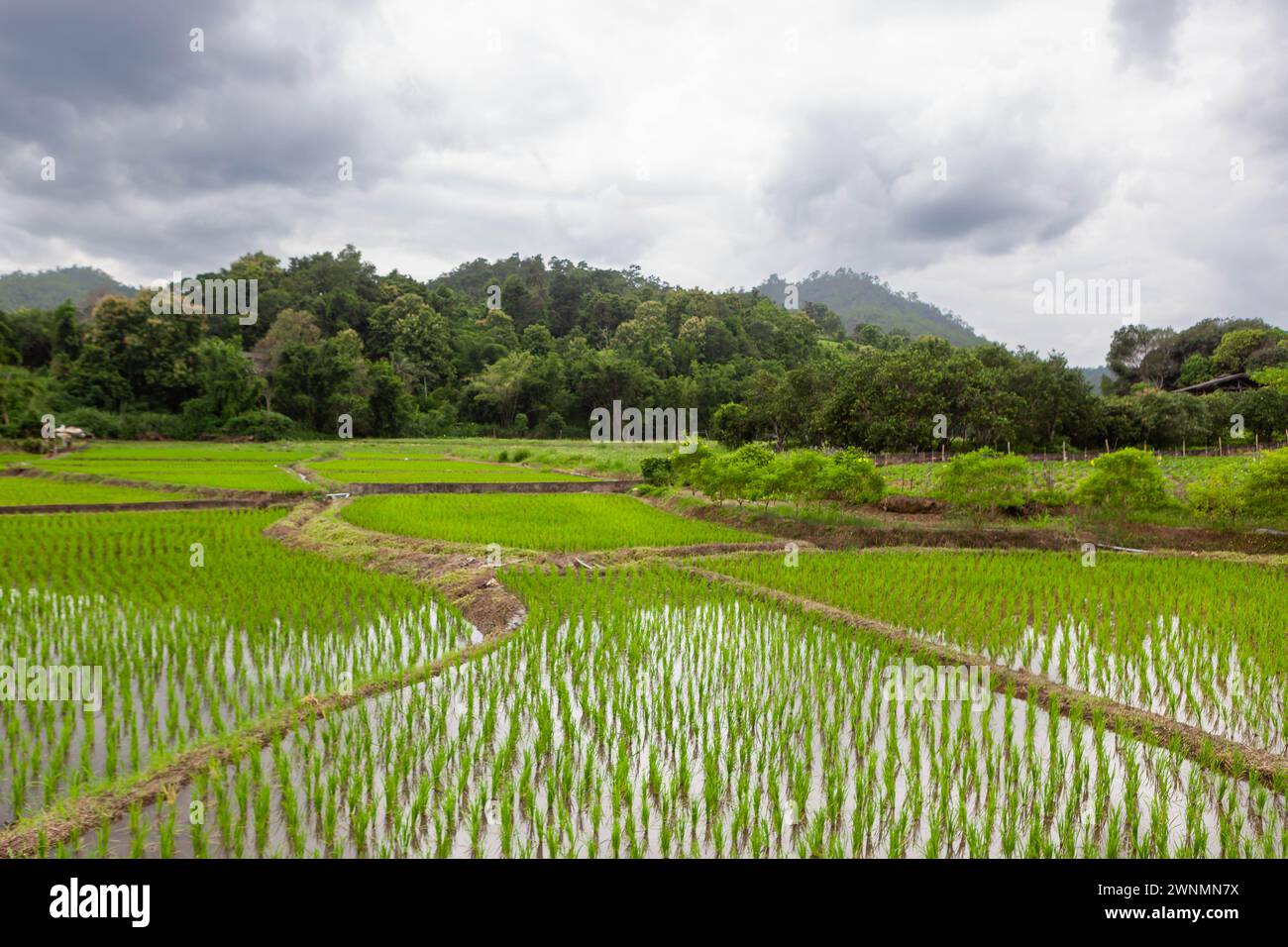 Rice fields in Thailand. Rural Thai landscape with cloudy sky Stock ...