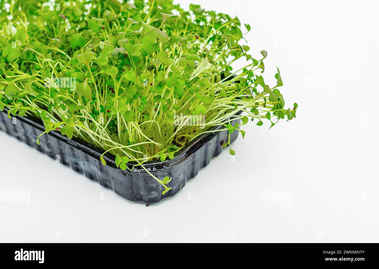 Microgreens Japanese cabbage sprouts on white isolate background ...