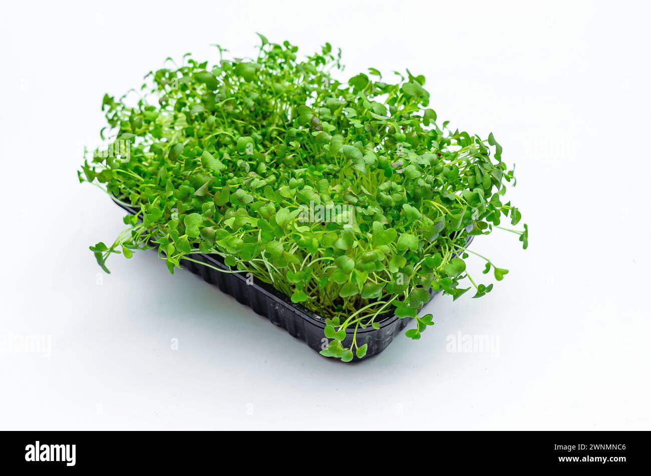 Microgreens Japanese cabbage sprouts on white isolate background ...