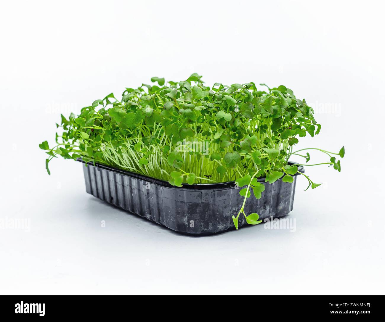 Microgreens Japanese cabbage sprouts on white isolate background ...