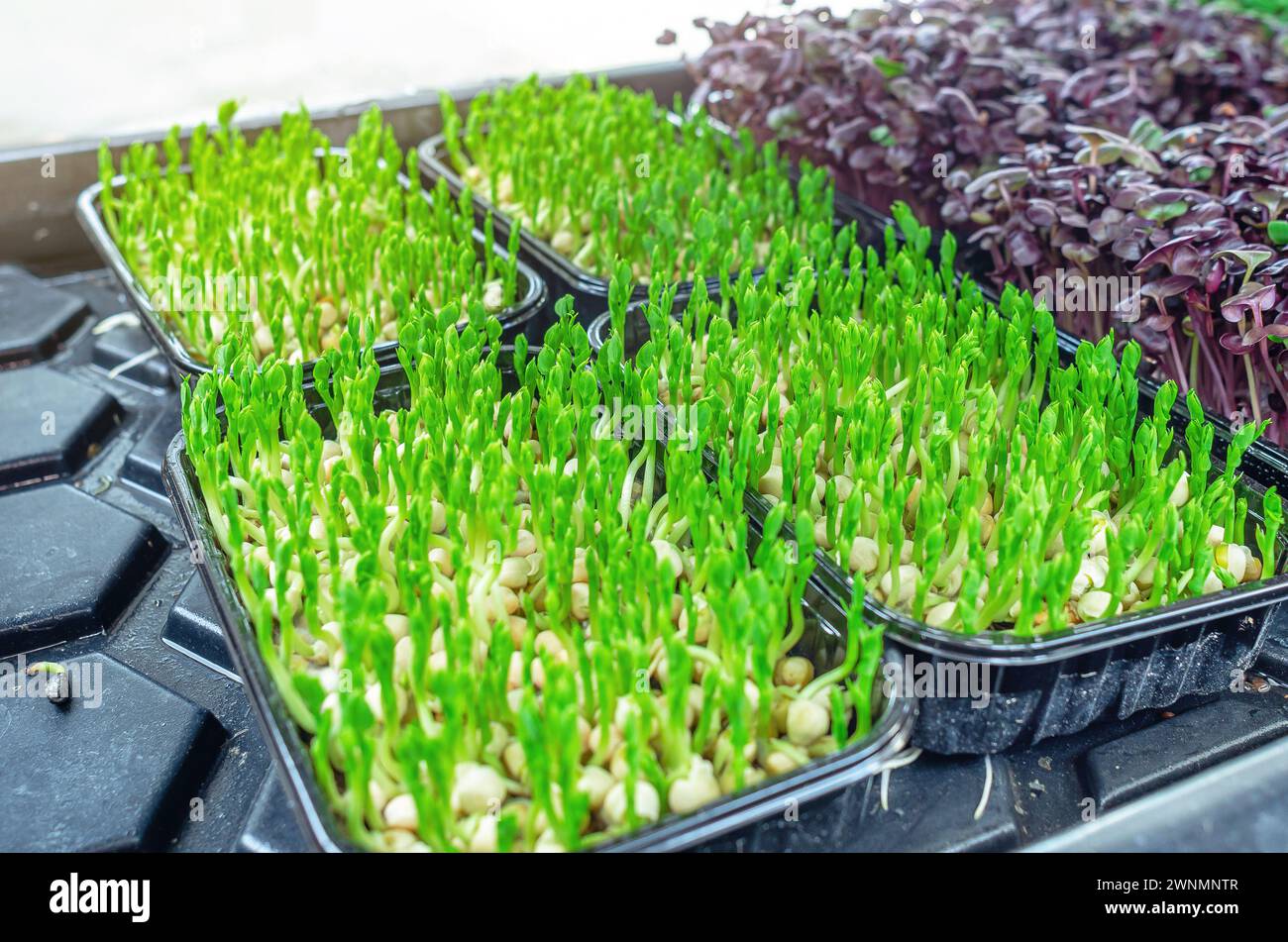 Pea sprouts, microgreens in plastic trays. Healthy eating, vitamin food ...