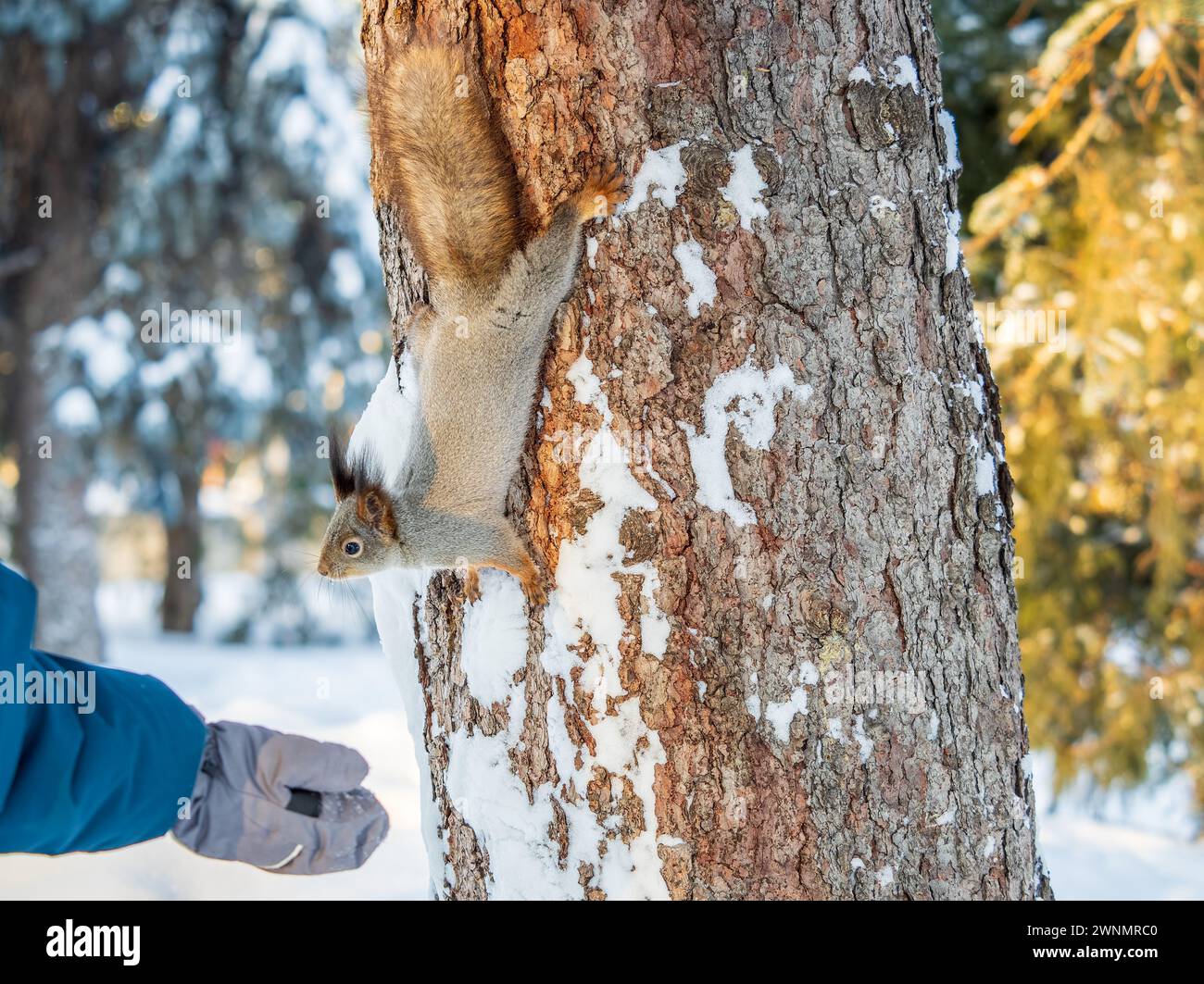 A little child in winter feeds a squirrel with a nut. Cute little boy ...