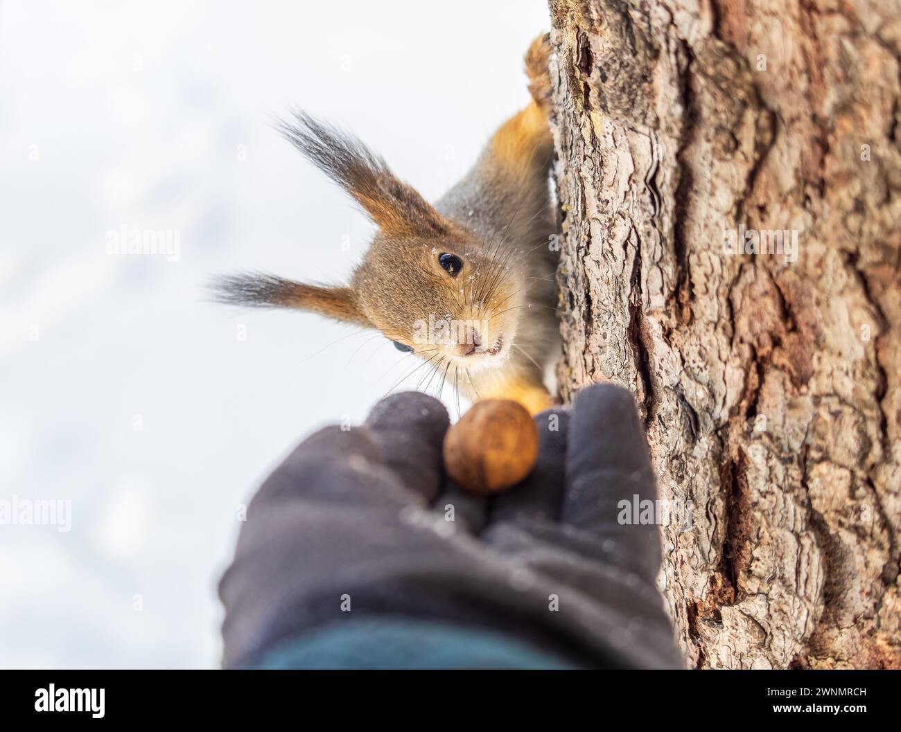 Squirrel in the winter eating nuts from a man's hand. Caring for ...