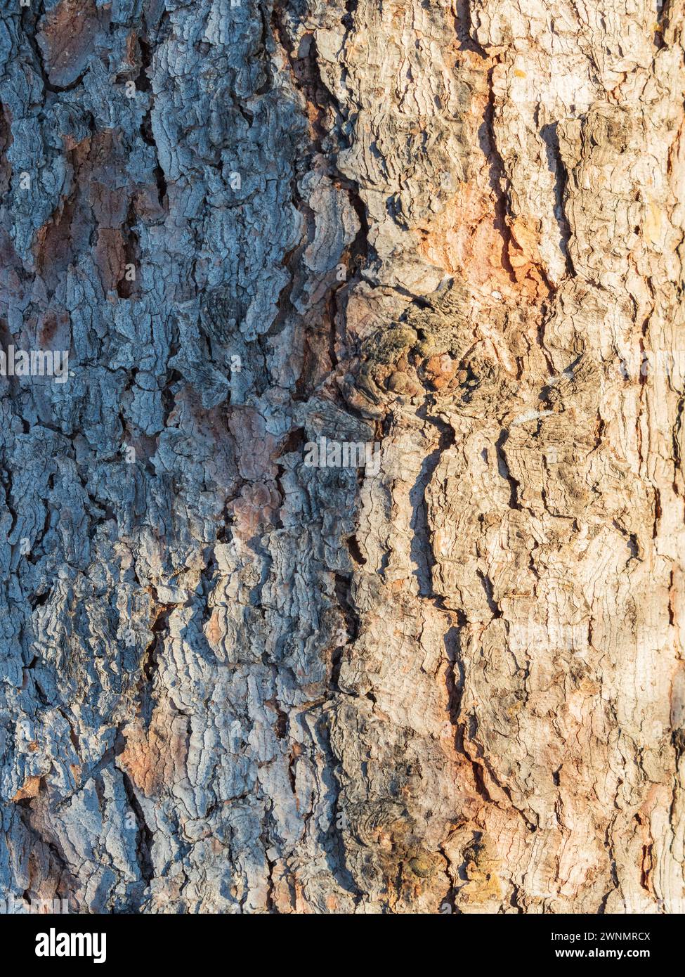 Bark texture and background of a old fir tree trunk. Detailed bark ...