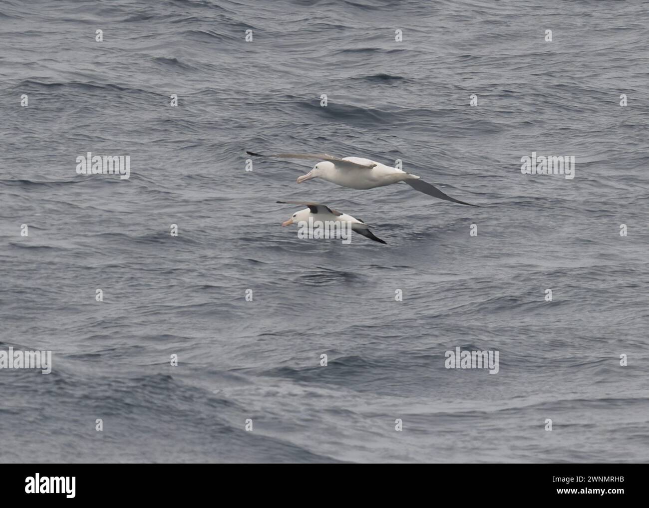 Albatross Southern Royal (Diomedea epomophora) and Albatross Black ...