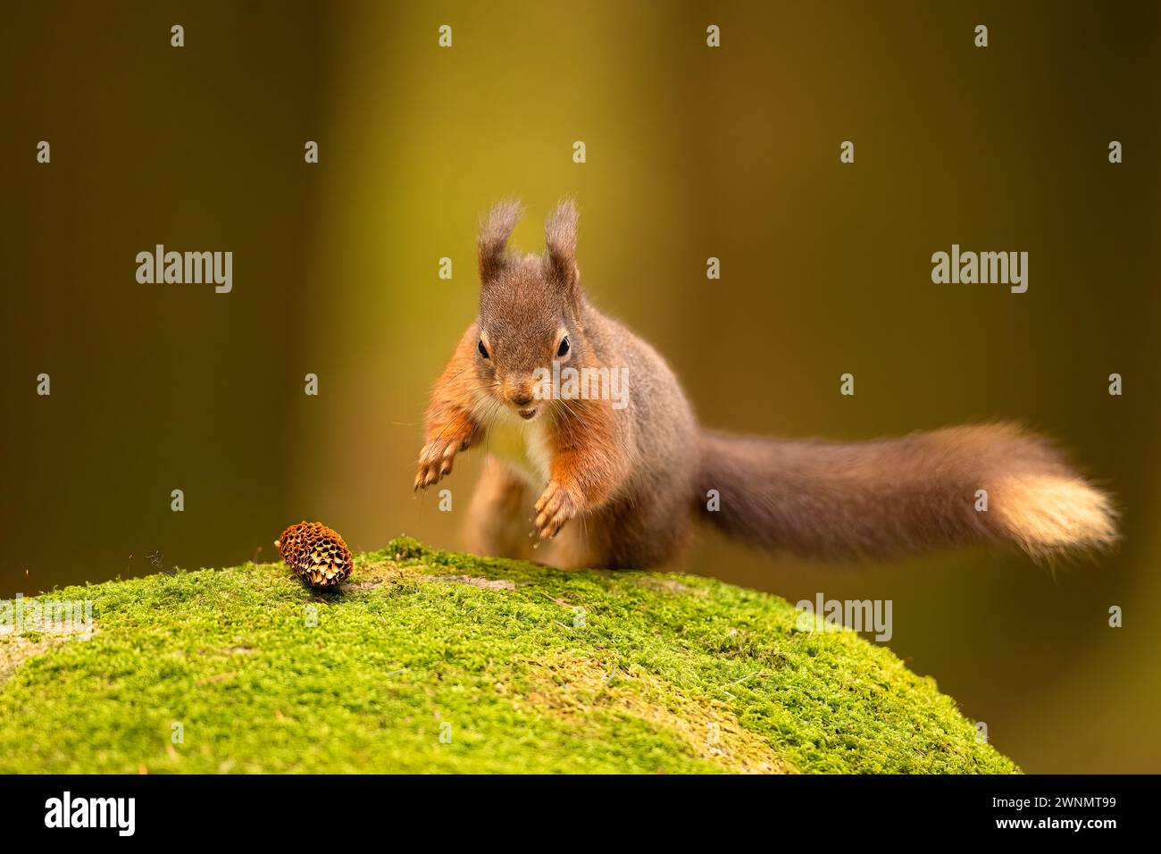 Cone shap hi-res stock photography and images - Alamy