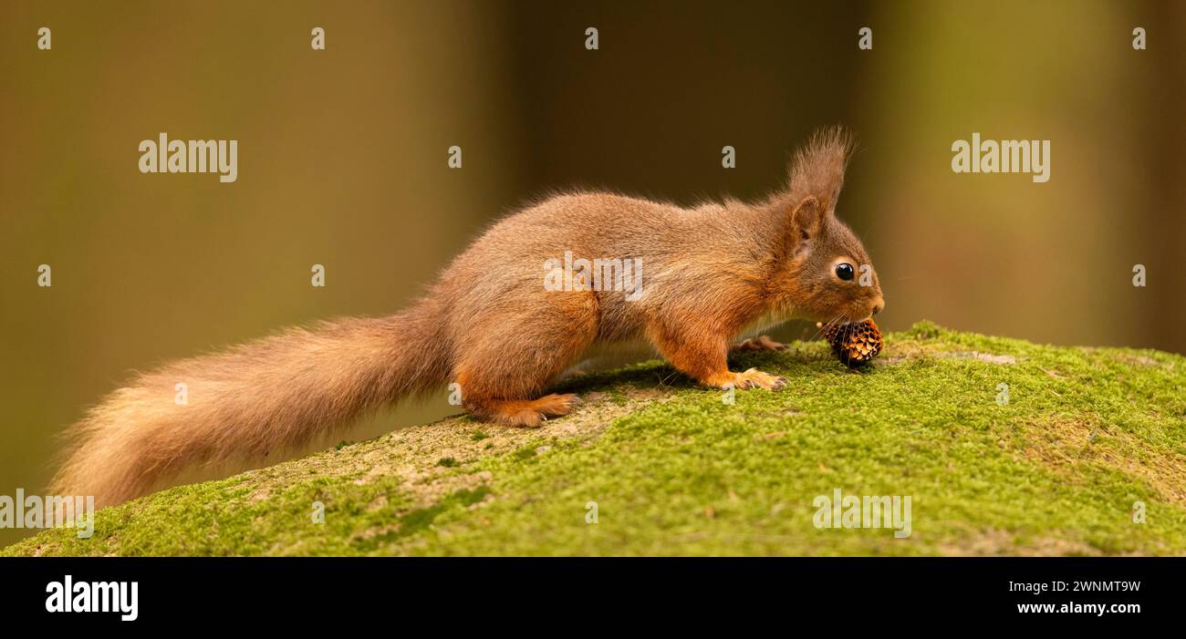 Beautiful Red Squirrel playing about in the woods Stock Photo - Alamy