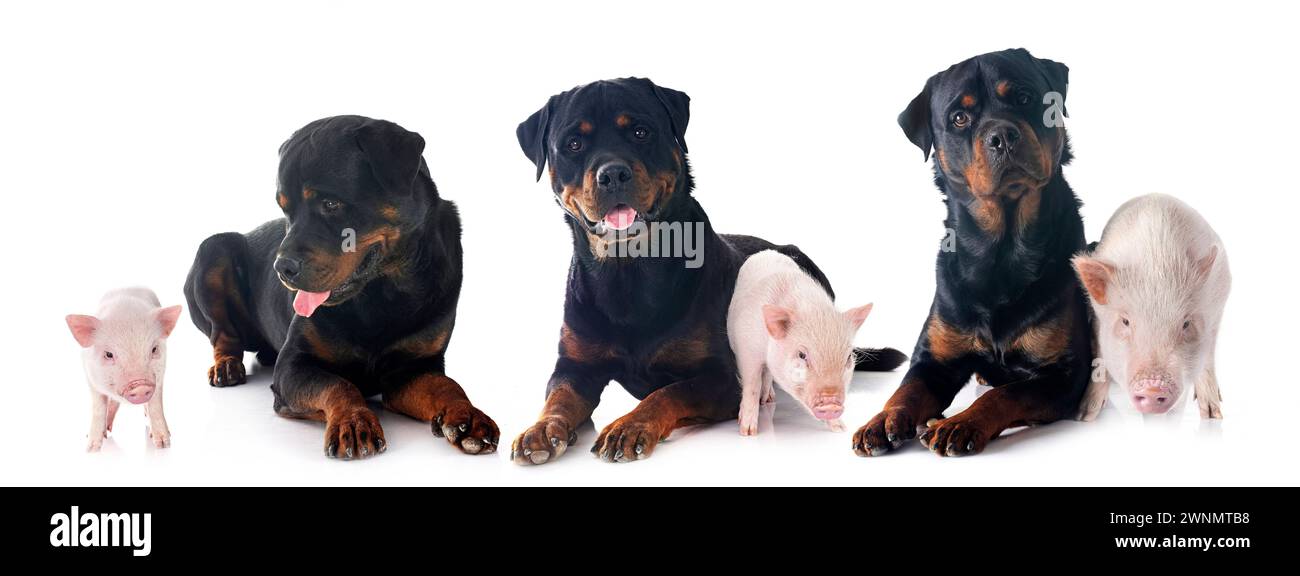 purebred rottweilers and pigs in front of white background Stock Photo ...