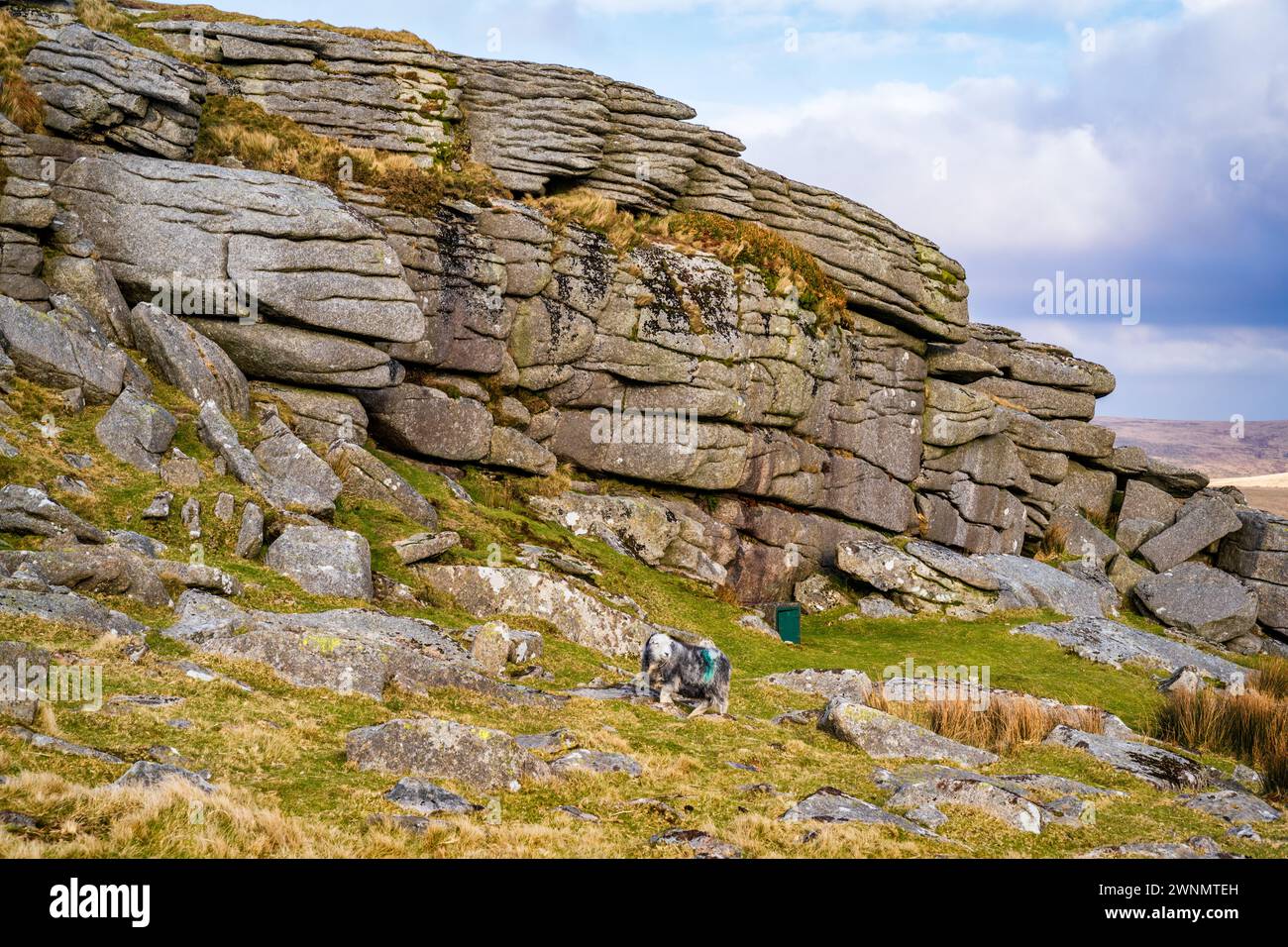 Sheer wall of a granite outcropping on East Mill Tor, Dartmoor National ...