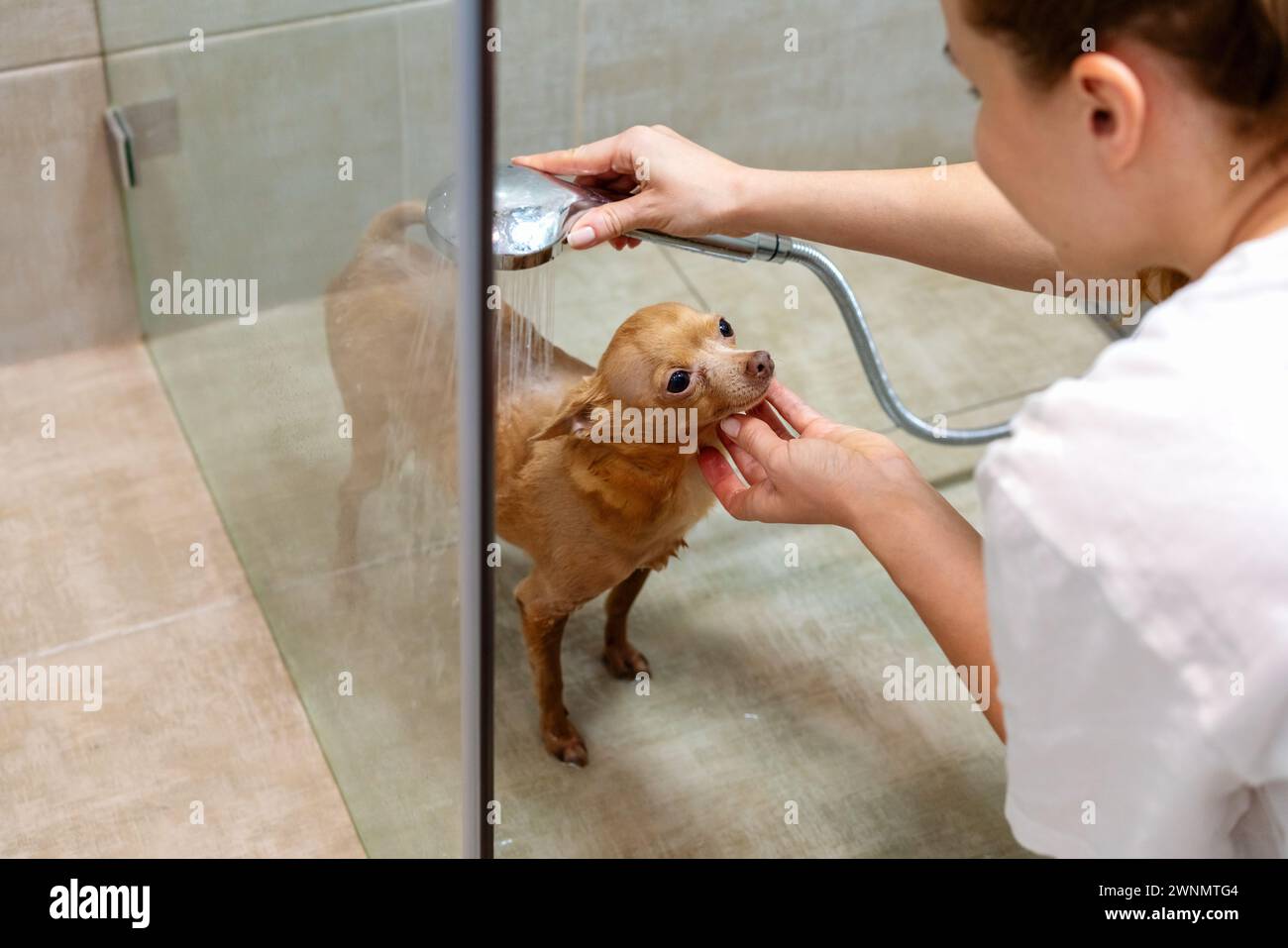 Toy Terrier dog has a shower. Washing pet at home with shower Stock ...