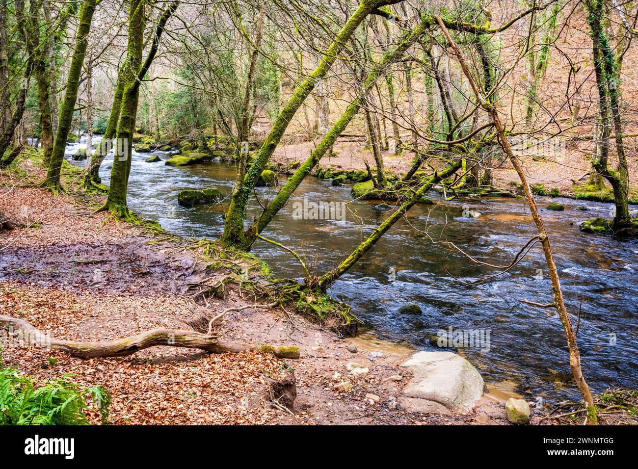The River Teign, flowing through the gorge between Fingle Bridge and ...