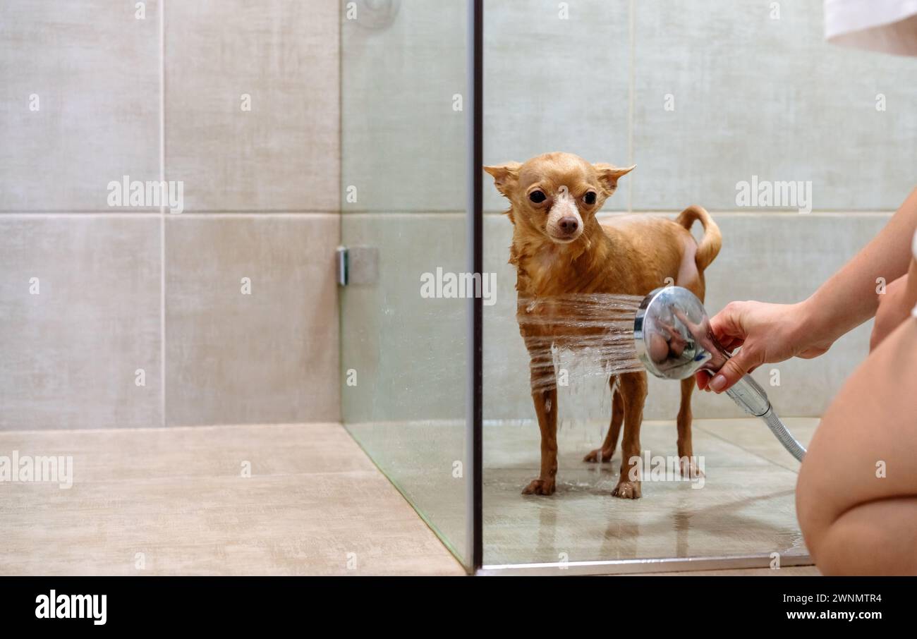Washing your pet in the shower at home. Toy Terrier dog Stock Photo - Alamy