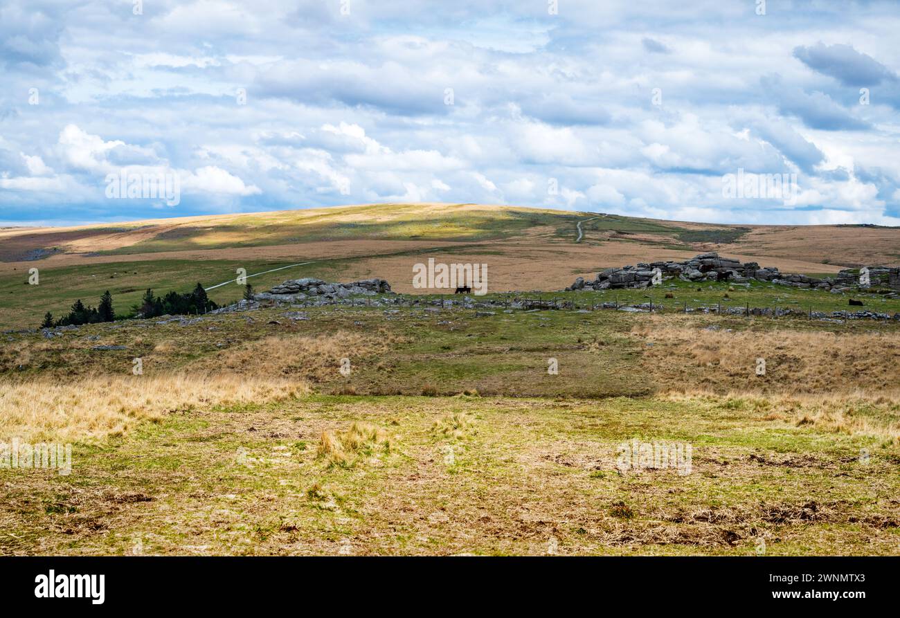 Granite outcrops and a grazong pony on the summit of Gutter Tor ...
