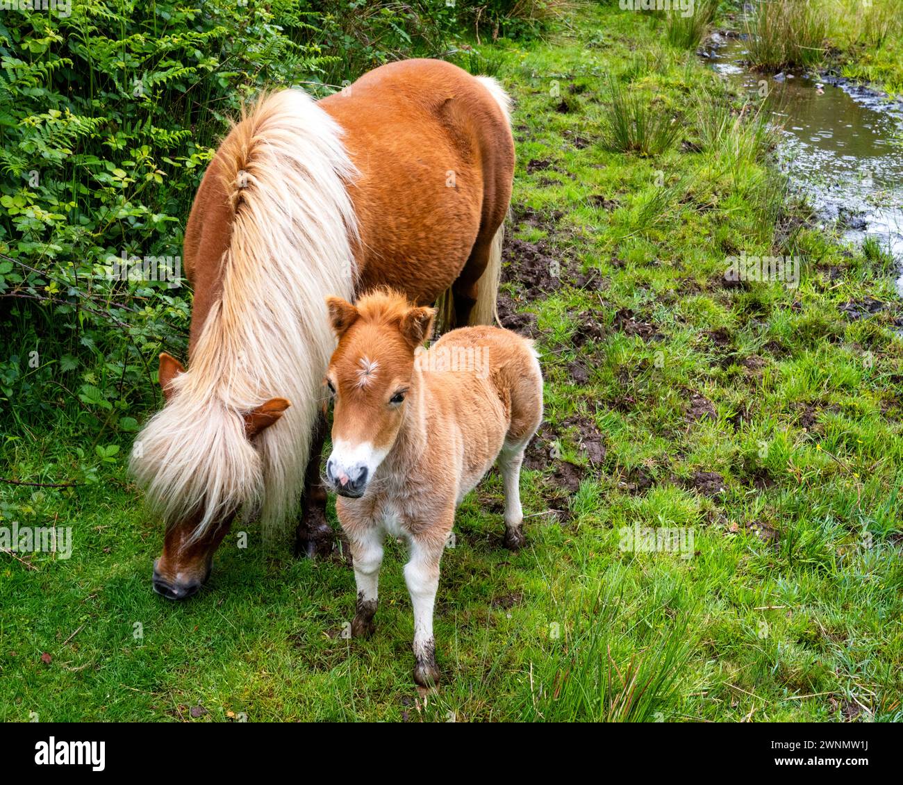 Semi-feral mare and foal ponies seen near Meldon in Dartmoor National ...
