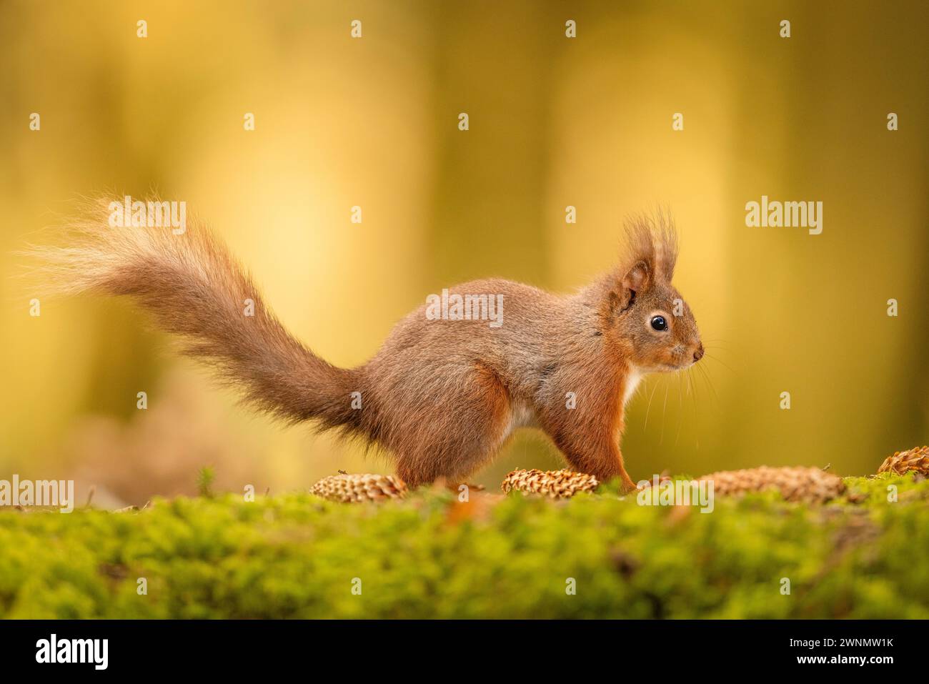 Adorable red squirrel hi-res stock photography and images - Alamy