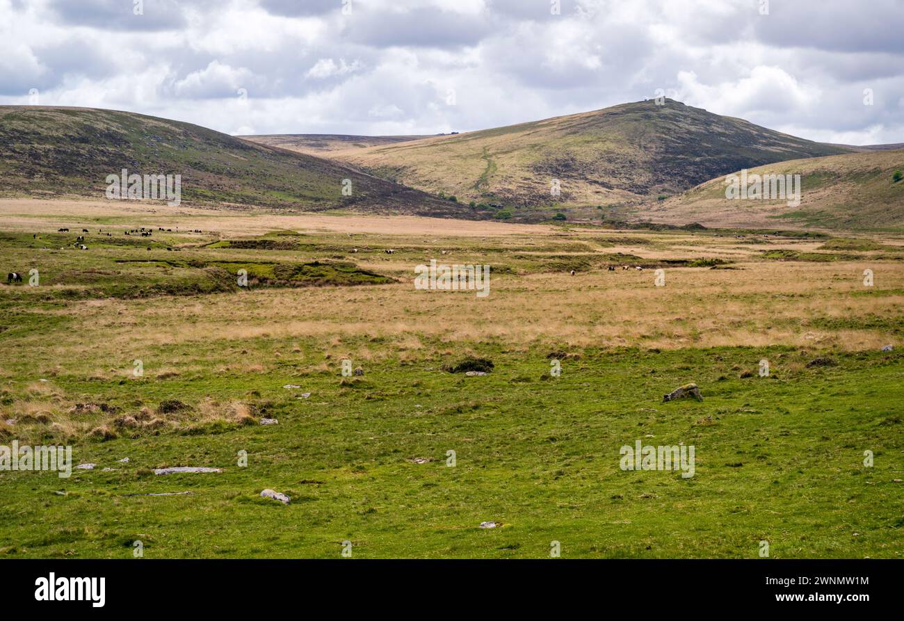 View of Taw Marsh, with grazing sheep and belted Galloway cows ...