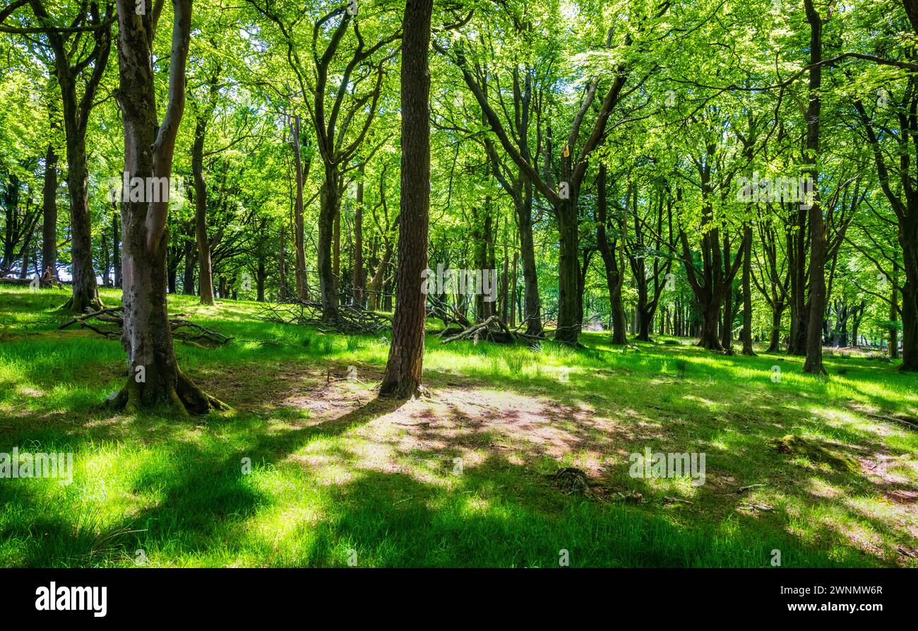 Light and shade in Brisworthy Plantation, Brisworthy, Dartmoor National ...