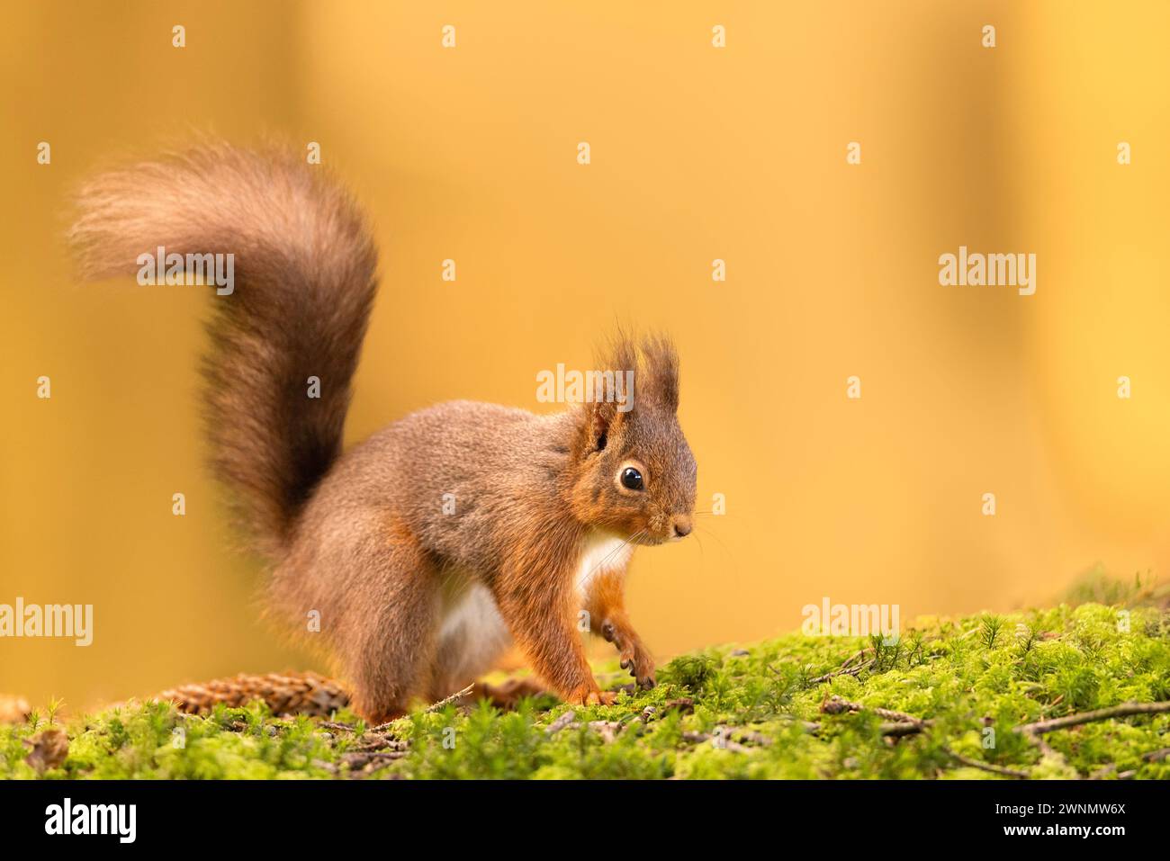 Adorable red squirrel hi-res stock photography and images - Alamy