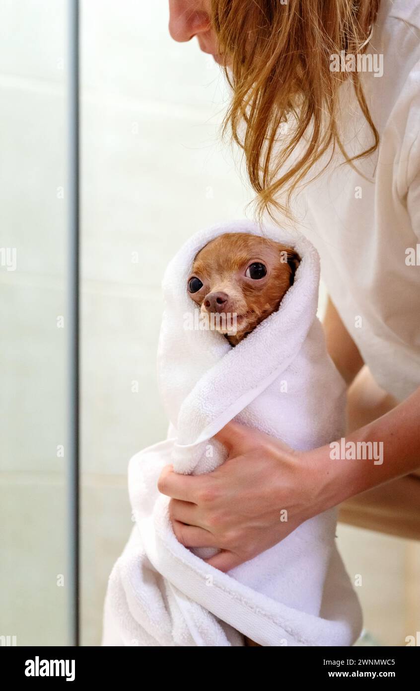 White lapdog hi-res stock photography and images - Alamy