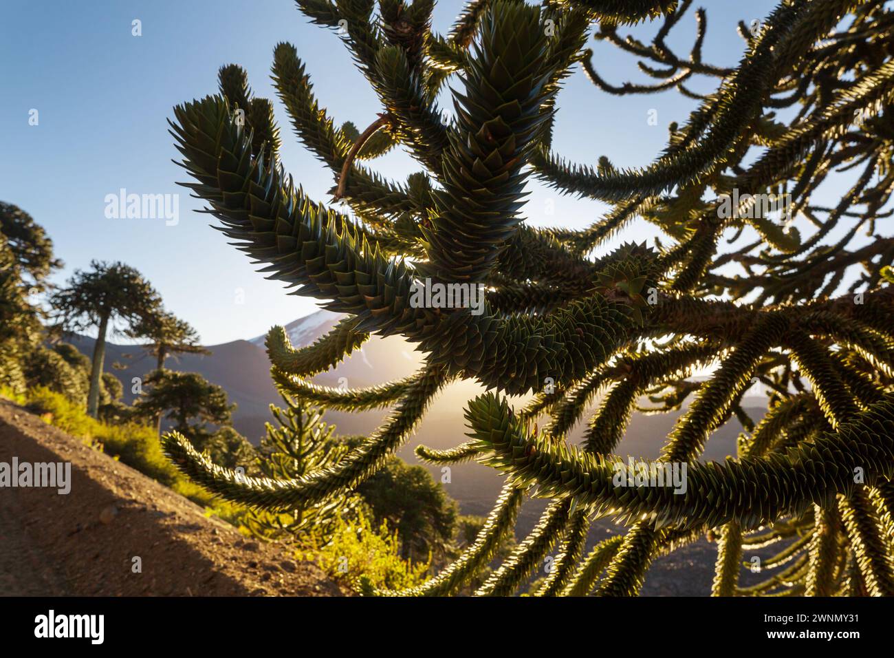Unusual Araucaria (Araucaria araucana) trees in Andes mountains, Chile ...