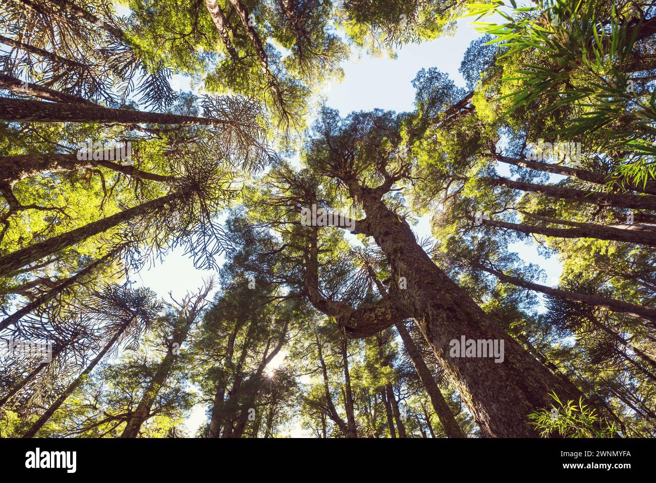 Green forest with dense vegetation in spring season Stock Photo - Alamy
