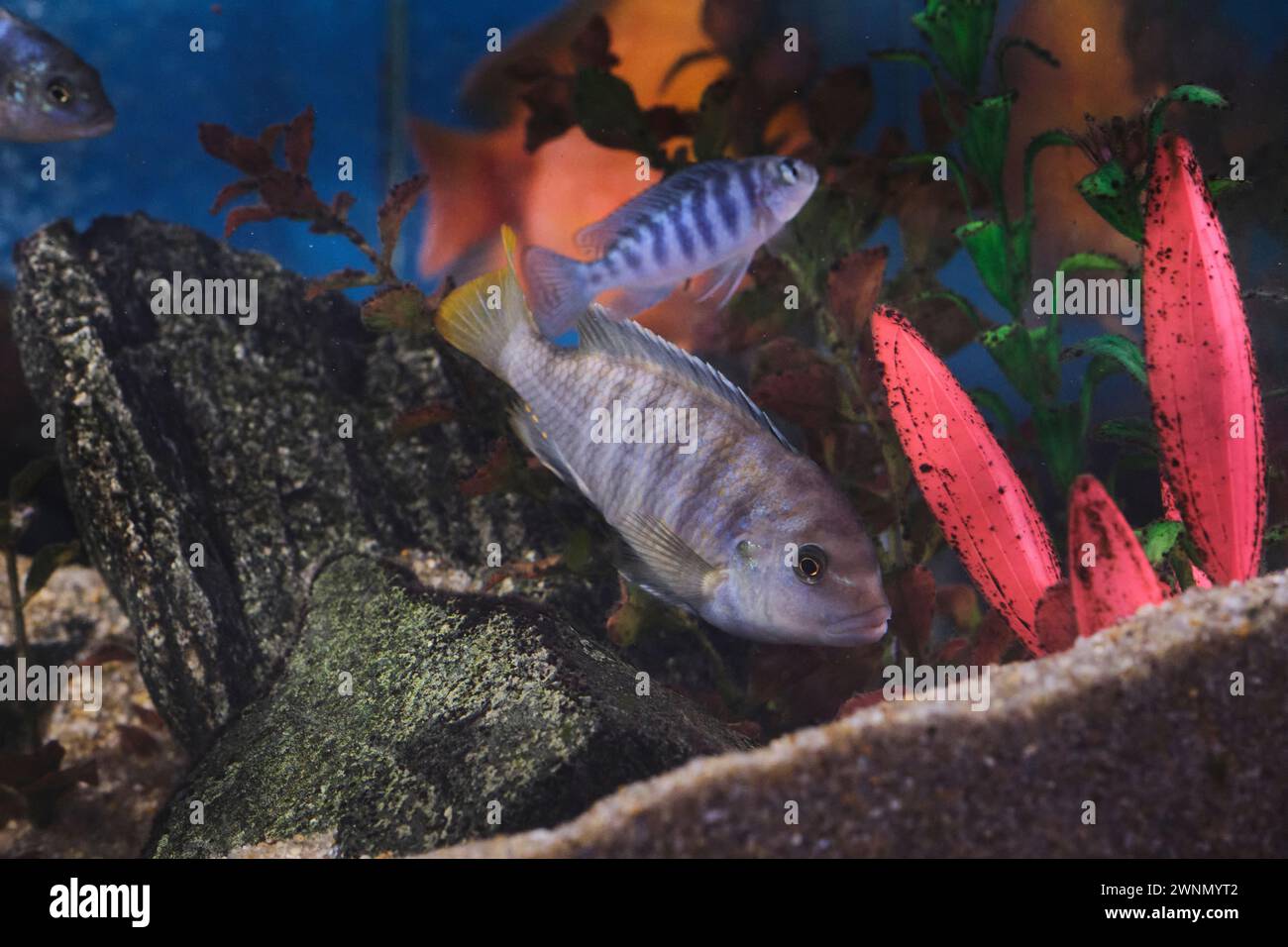 Aquarium cichlid fish blue background Stock Photo - Alamy