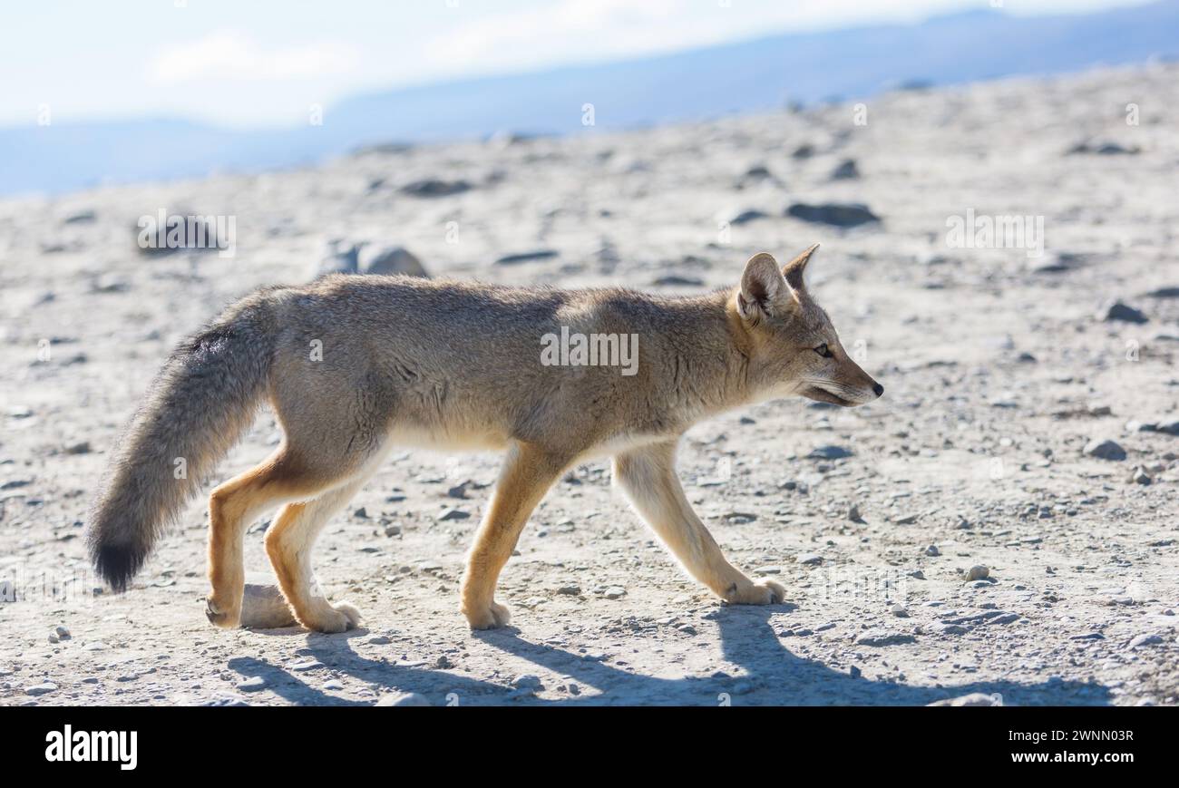 South American gray fox (Lycalopex griseus), Patagonian fox, in Patagonia mountains Stock Photo ...