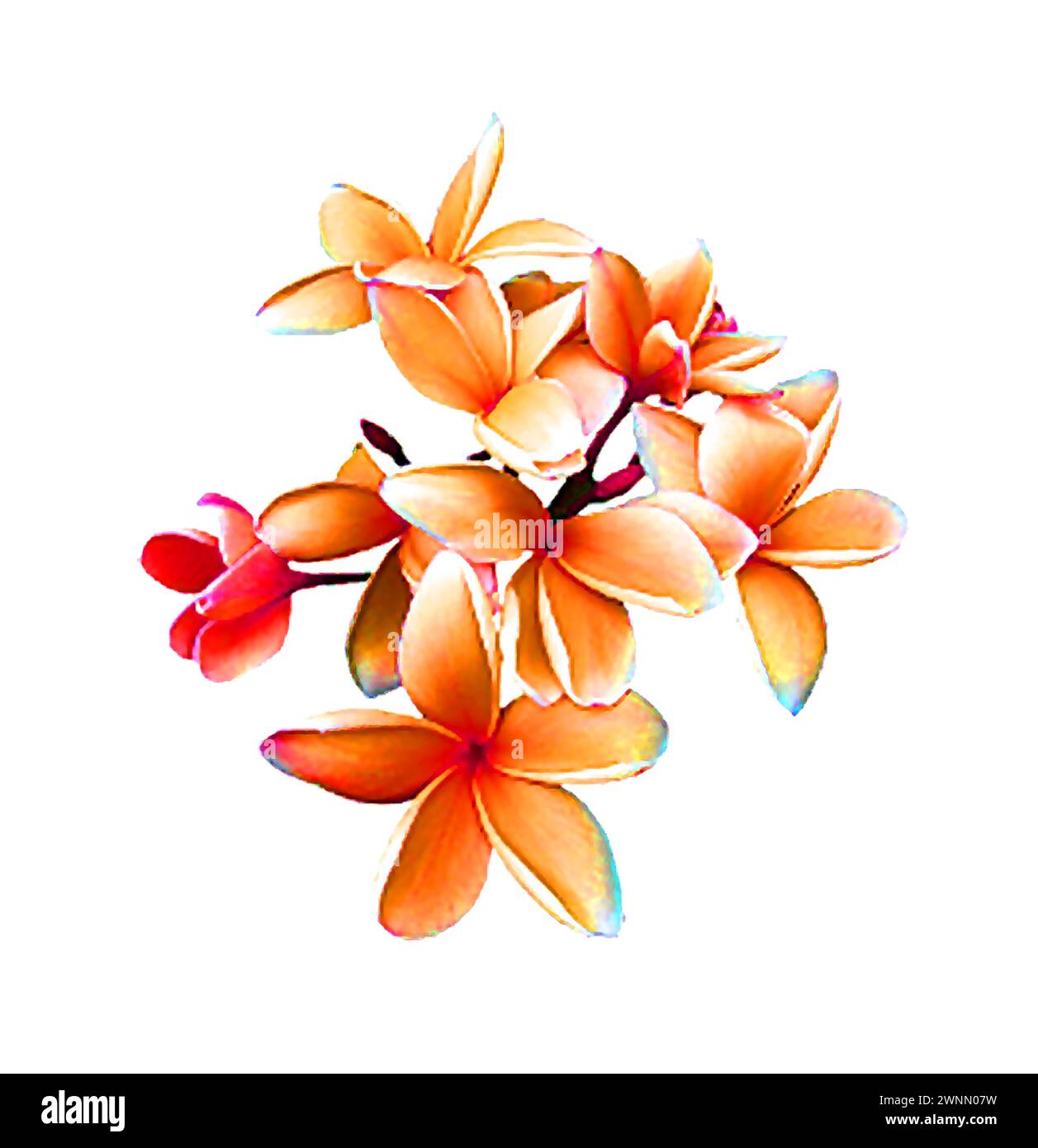 digital colorful motif for fabric printing For digital printing. Design ...