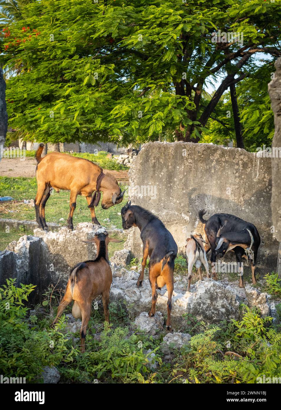 A group of brown, black and white East African Dwarf Goats (capra ...