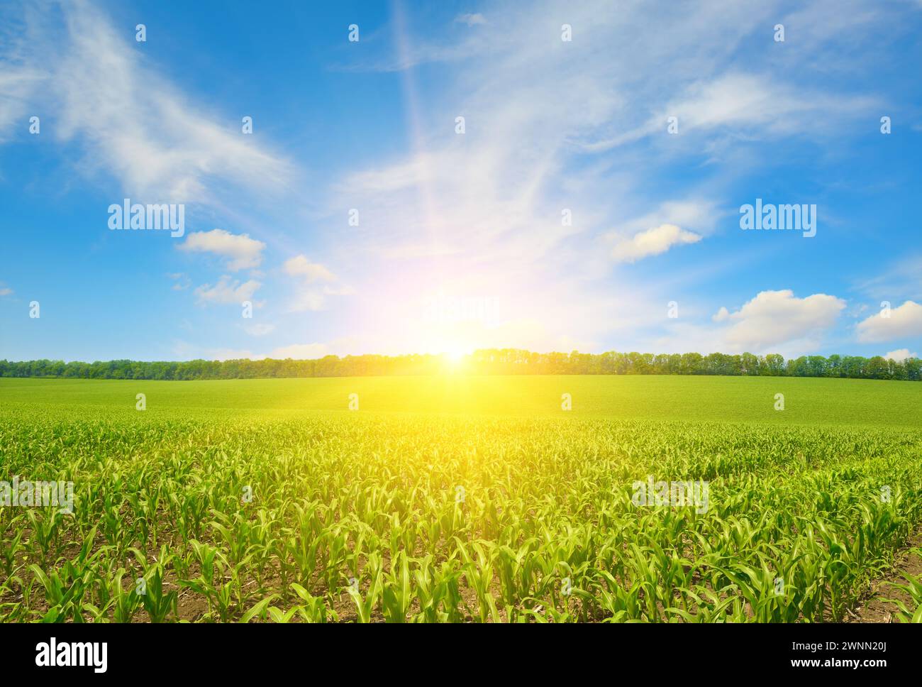 Sunrise over summer corn field. Agriculture background Stock Photo - Alamy
