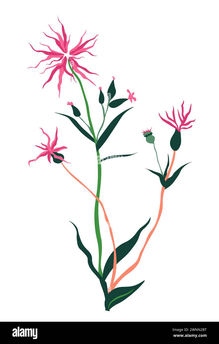 Pink wildflower in bloom Stock Vector Images - Alamy