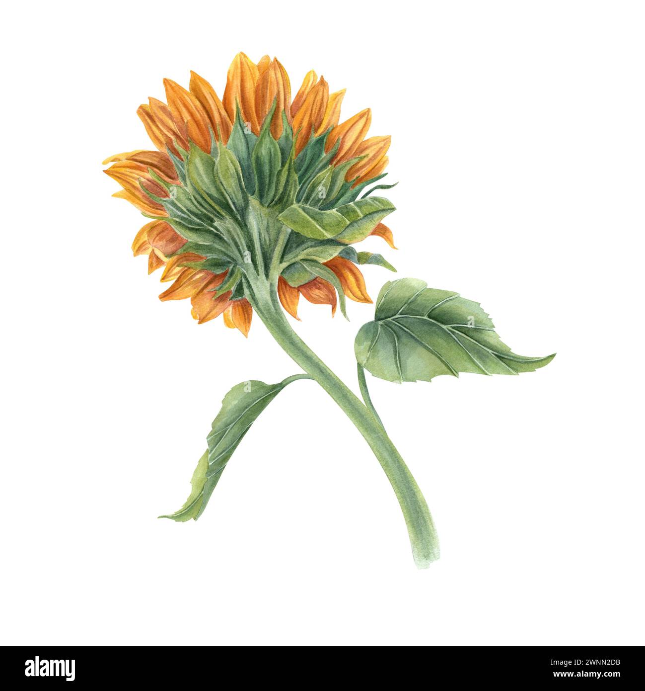 Single sunflower on stem. Field wild yellow flower. Flower head, leaf ...