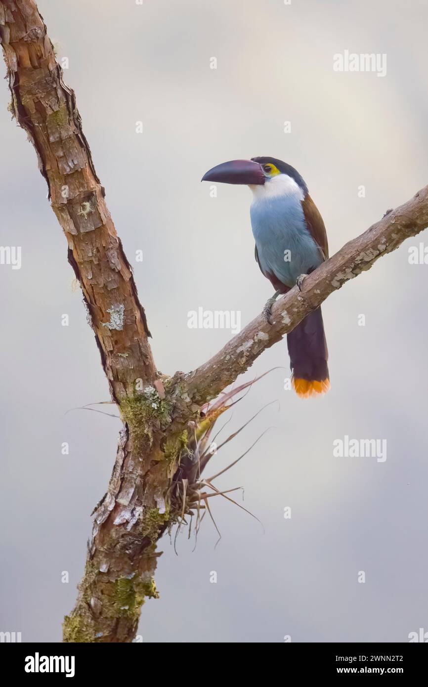 Black-billed Mountain-Toucan in Colombia South America Stock Photo - Alamy
