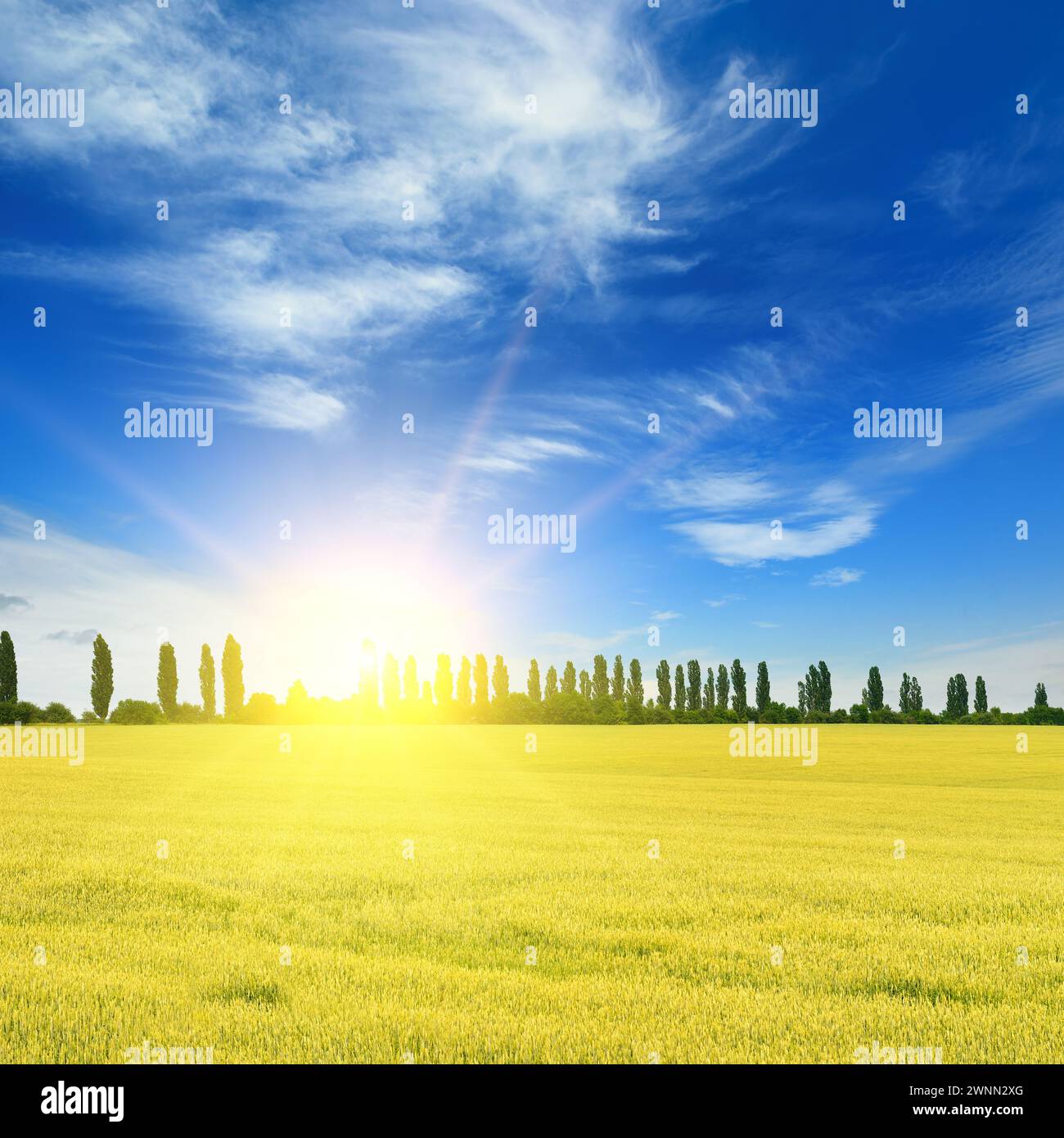 Field of spring wheat sunrise hi-res stock photography and images - Alamy