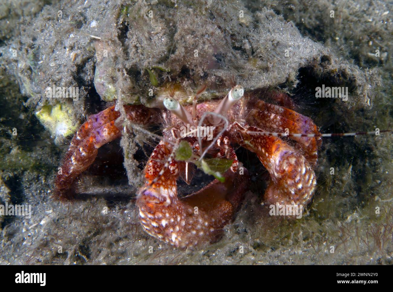 Bareye Hermit Crab (Dardanus fucosus) in Florida, USA Stock Photo - Alamy